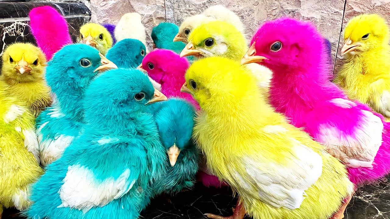 World Cute Chickens, Colorful Chickens, Rainbows Chickens, Cute Ducks ...