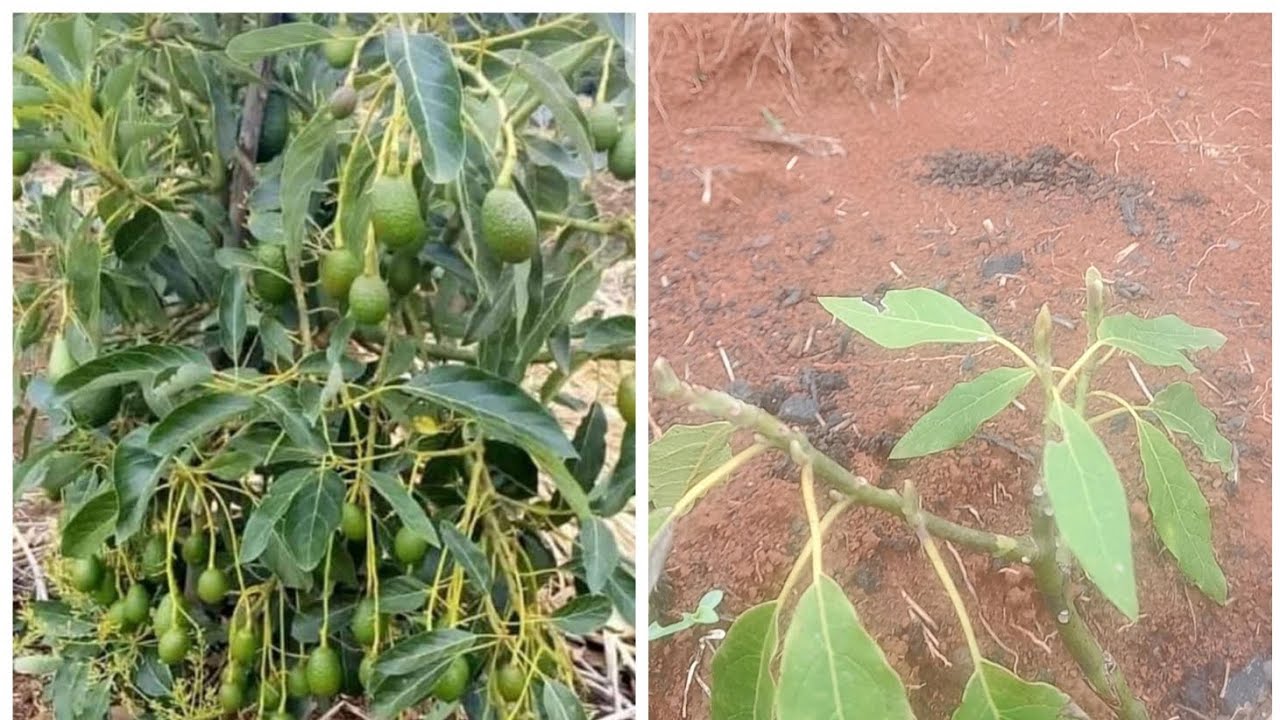 USHAURI WA KILIMO CHA PARACHICHI KWA WAKULIMA WADOGO - YouTube