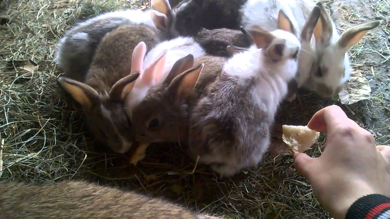 Iepurasi 25 zile hibrizi (Uriasul belgian + Iepurele romanesc) - YouTube