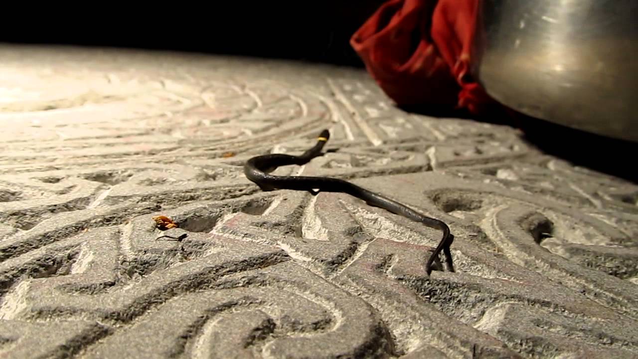 Ring-necked snake & penny - 3 - baby Diadophis punctatus - YouTube