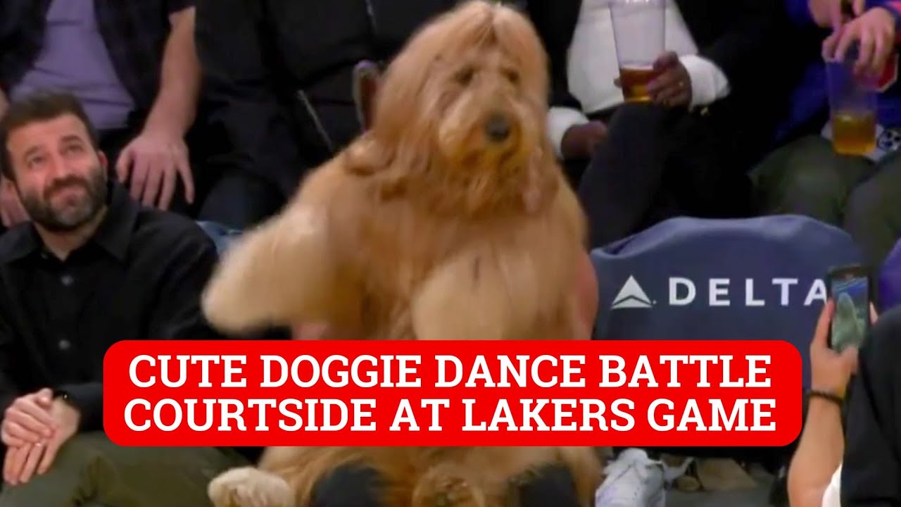 Brodie the dog from TikTok does an adorable courtside dance at Lakers ...