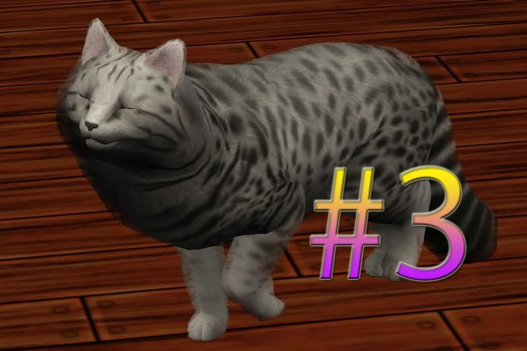 P.Diddy Cat - YouTube