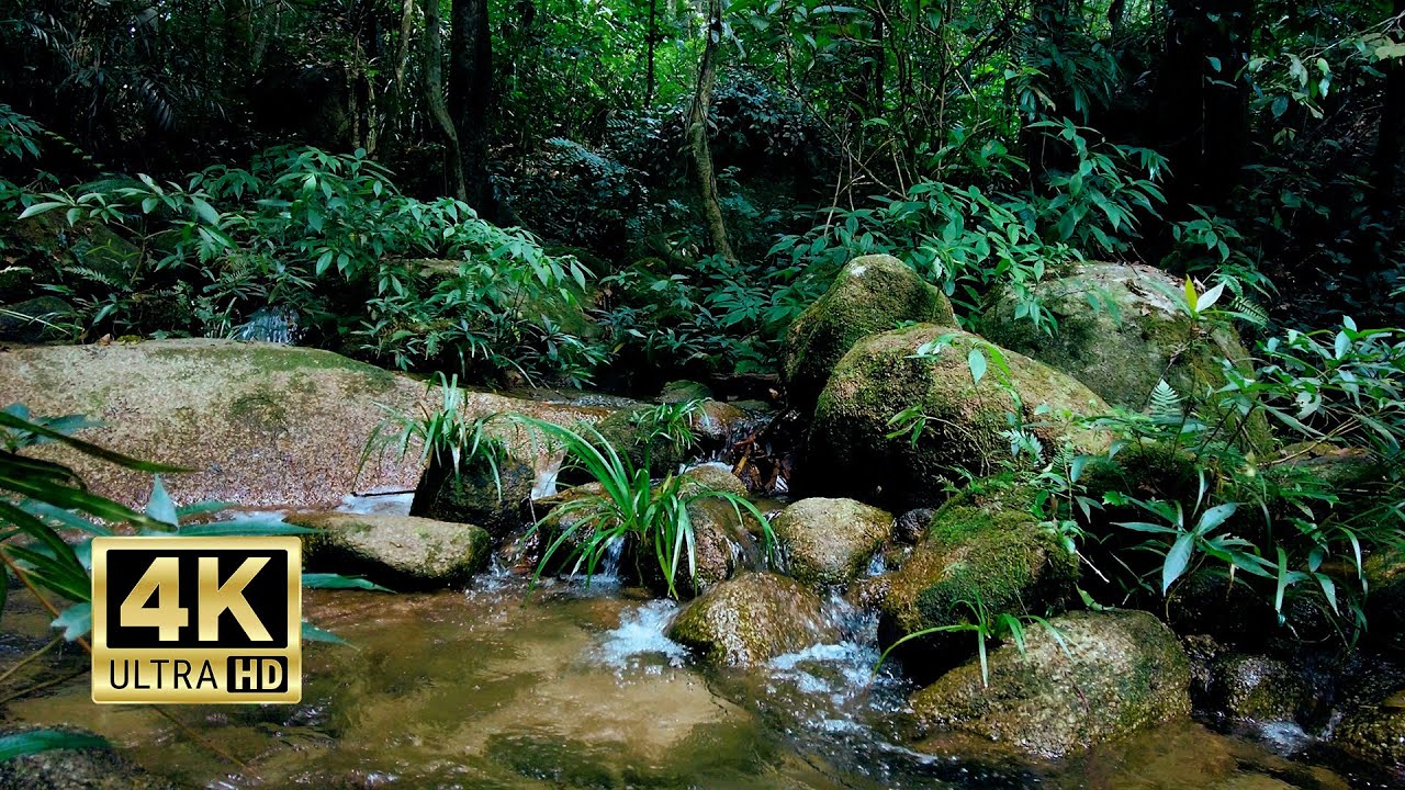 Relaxing Birdsong for Sleep and Stress Relief, Healing BGM With Babbling Brook Sounds - 4K ASMR ...