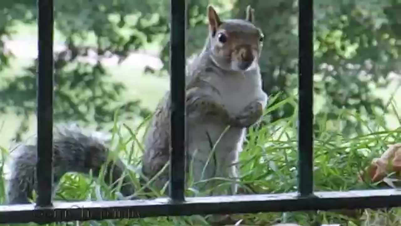 DRAMATIC SQUIRREL!! - YouTube