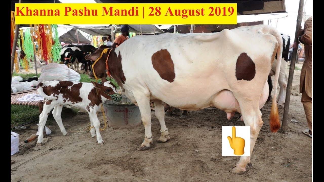 Khanna Pashu Mandi | 28 August 2019 |#UnnatKisaanUnnatKrishi - YouTube