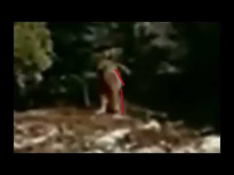 Bigfoot Characteristics of Ontario Sasquatch Captured on Video - YouTube