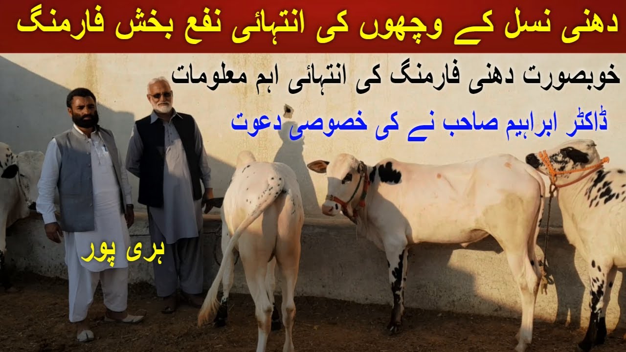 Dhani Breed Bulls Farming In Pakistan دھنی نسل کے وچھوں کی نفع بخش ...
