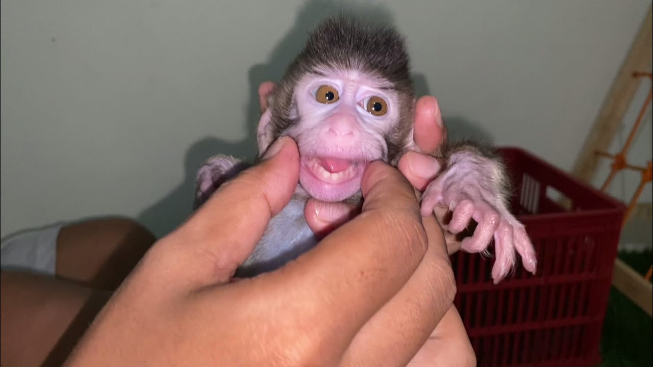 Baby Monkeys Become More Aggressive and Undisciplined - YouTube