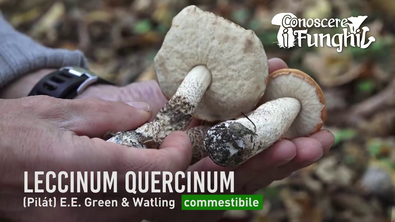 Conoscere i Funghi: Leccinum quercinum [ COMMESTIBILE ] - YouTube