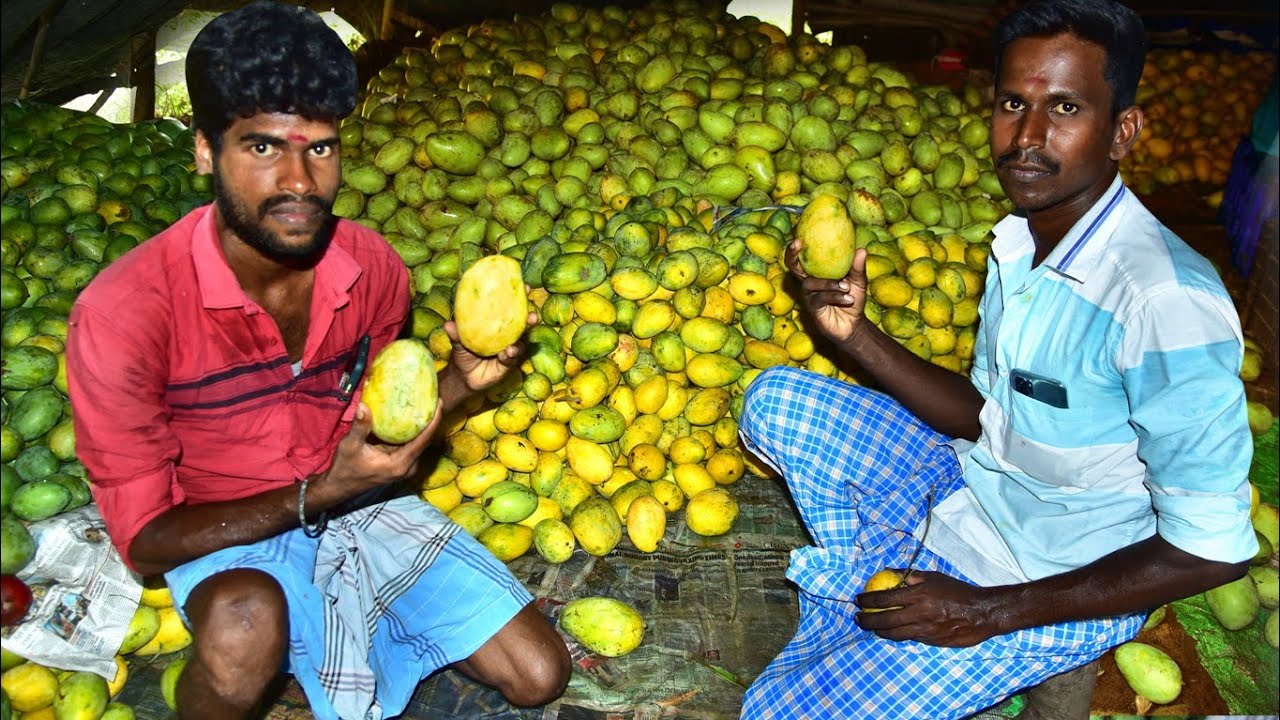 Natural fresh Banginapalli Mango fruits மாம்பழம் Picking and Eating in ...