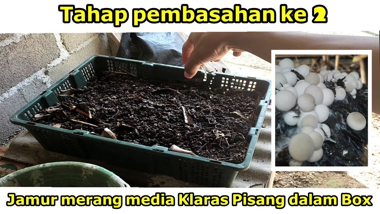 Tahapan pembasahan ke 2 jamur merang dari media klaras atau daun pisang ...