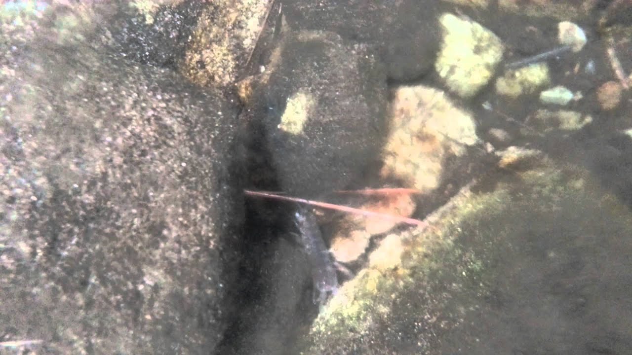 Helgramite under stream ice, January 2013 - YouTube