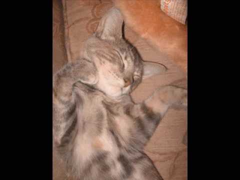 Caramell Cat Dansen!