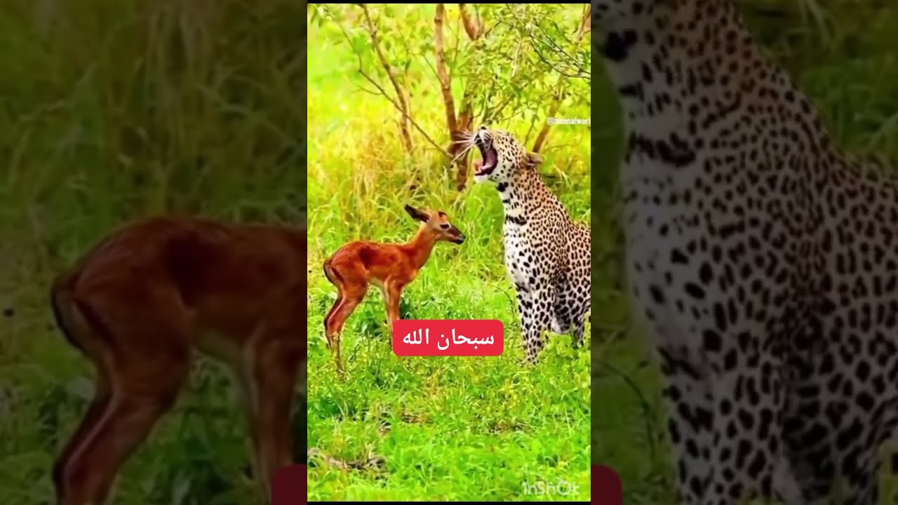 quran ke talwat beautiful voice my - YouTube