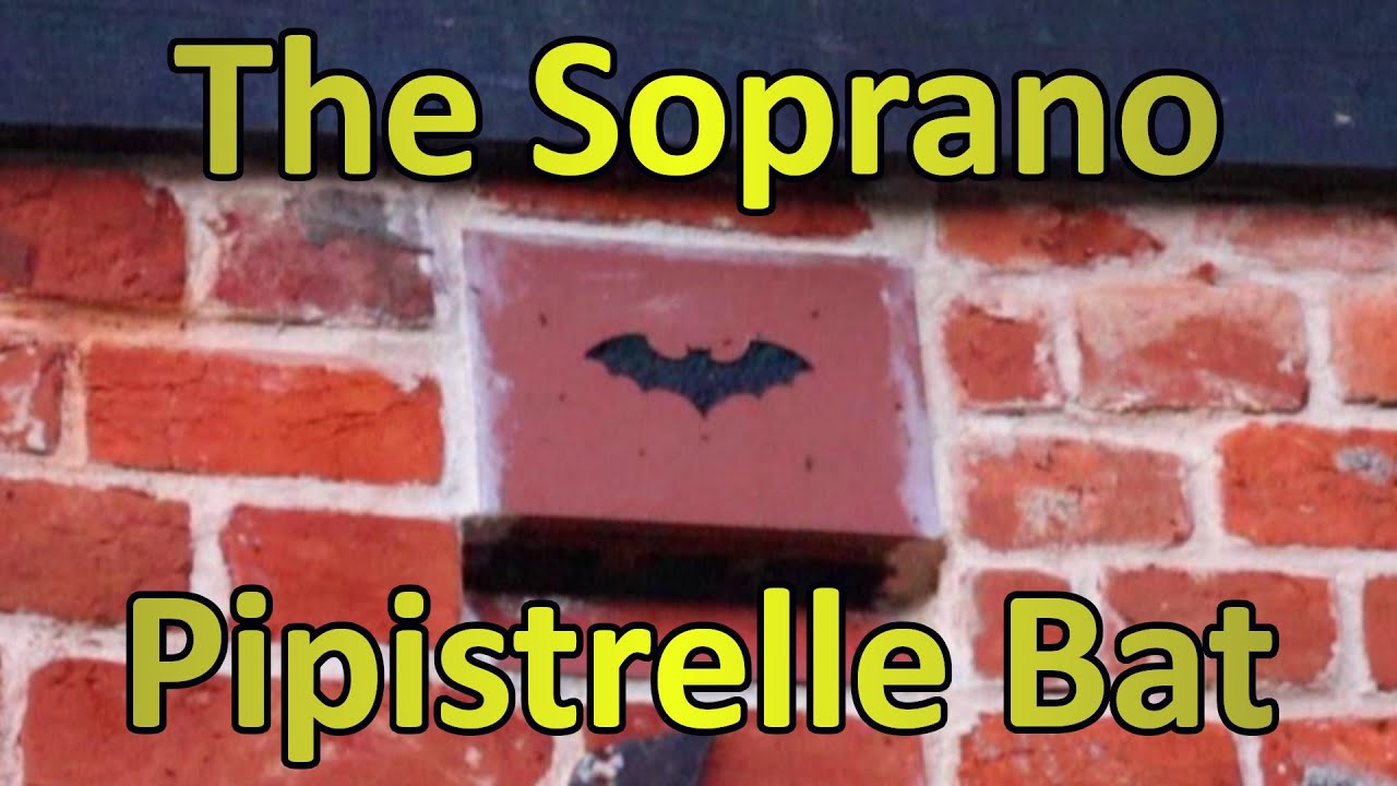 The Soprano Pipistrelle Bat - Viewing a Roost - YouTube