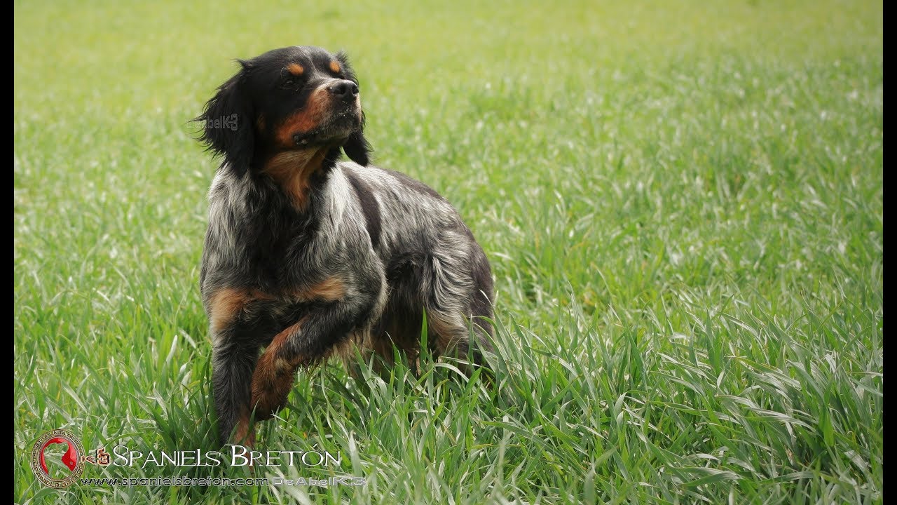 Spaniel Bretón DeAbelK3, perros de caza - YouTube