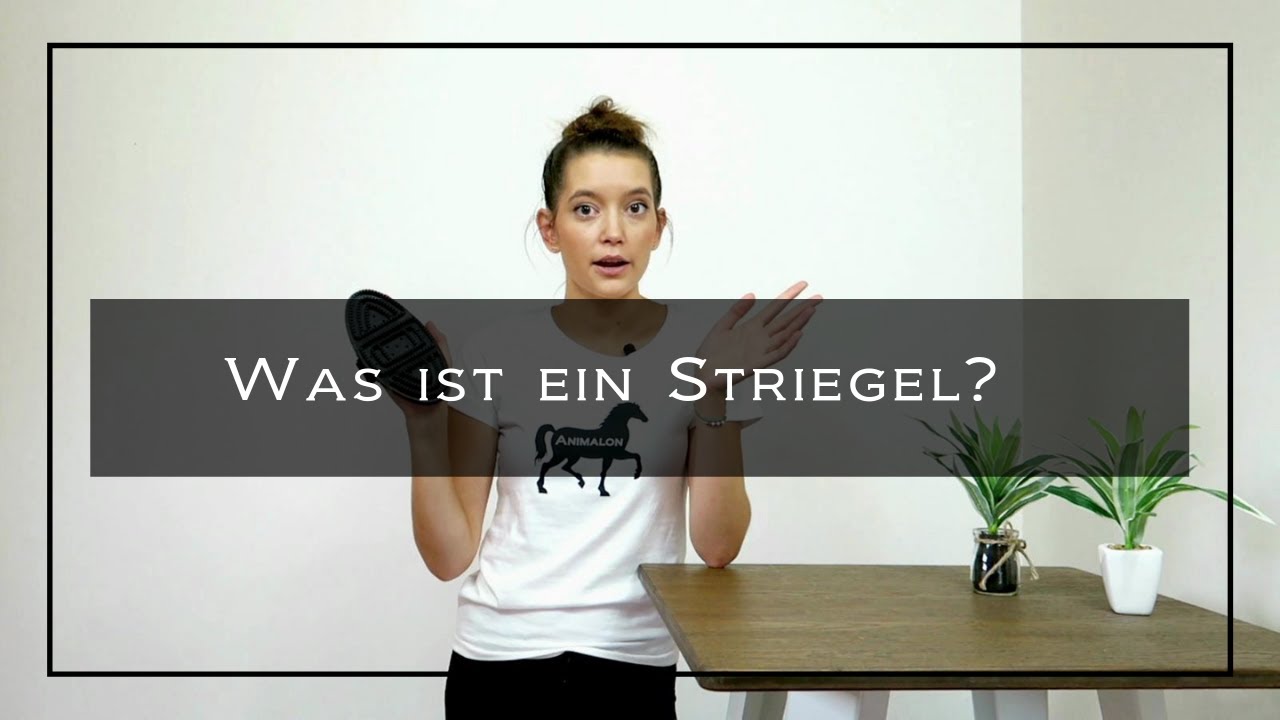 Was ist ein Striegel? – Dein Pferd richtig putzen und gleichzeitig ...