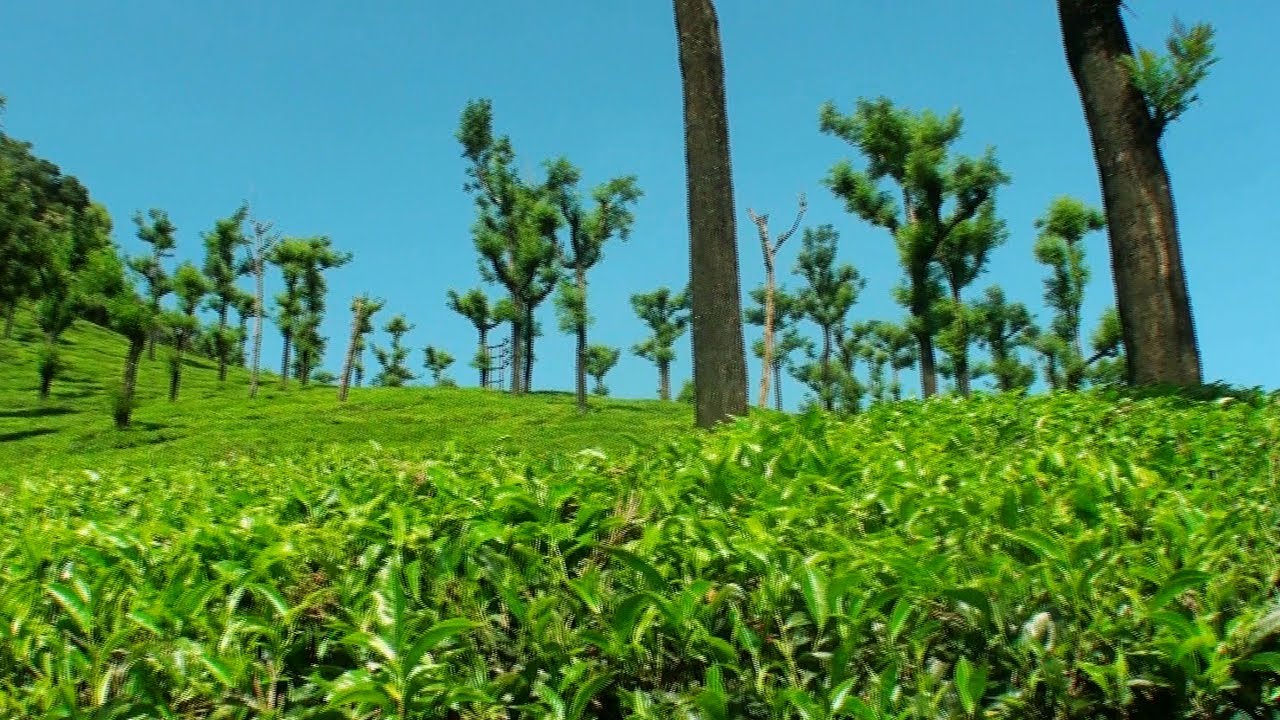 Tea Estates in Valparai, Coimbatore - YouTube