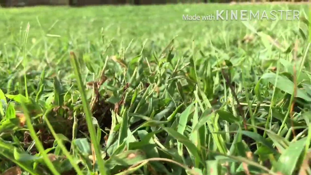 WONDER WILL IT FLUSH??? GRASS - YouTube