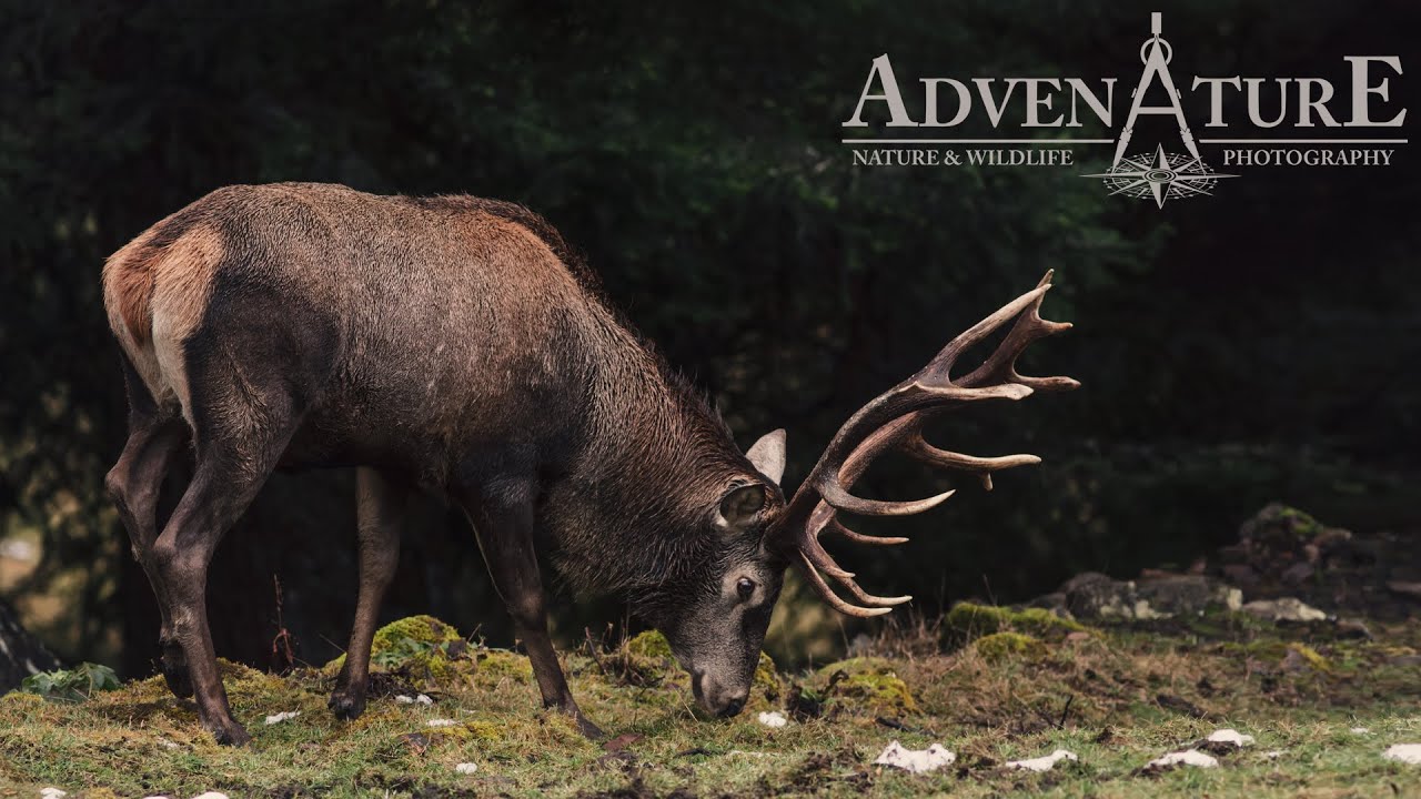 Rotwild im Schwarzwald | red deer in the black forest - YouTube