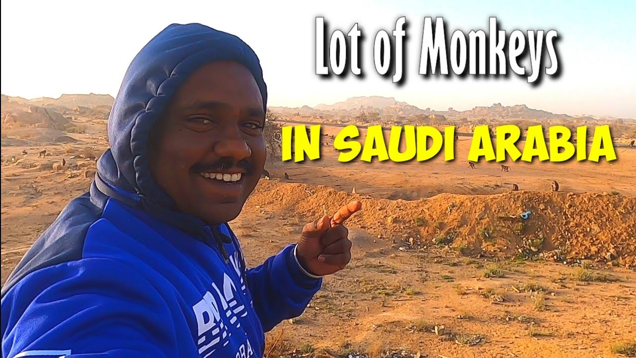 Lot of monkeys in Saudi Arabia Near Abha. - YouTube