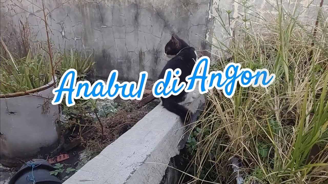 Anabul di Angon@ribiracatlover - YouTube