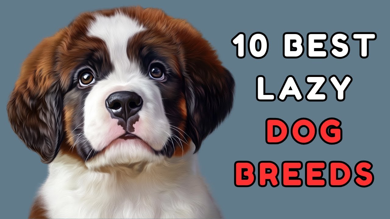 10 BEST Low-Energy Dog Breeds For LAID-BACK Owners | GemmiYup - YouTube