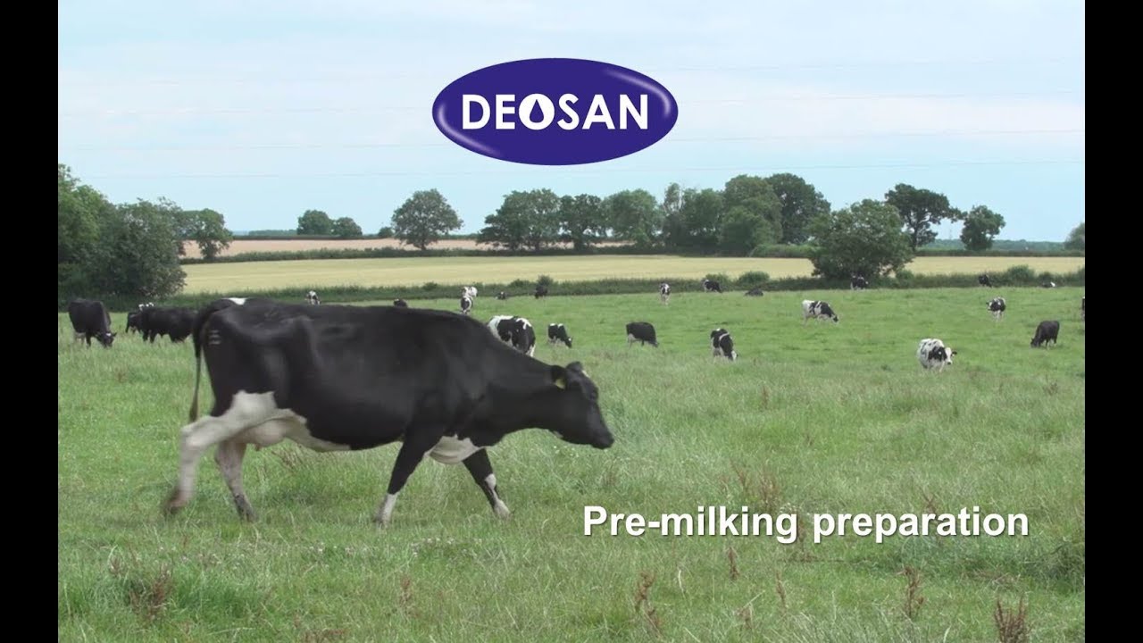Deosan - How pre-milking preparation can help reduce reliance on ...