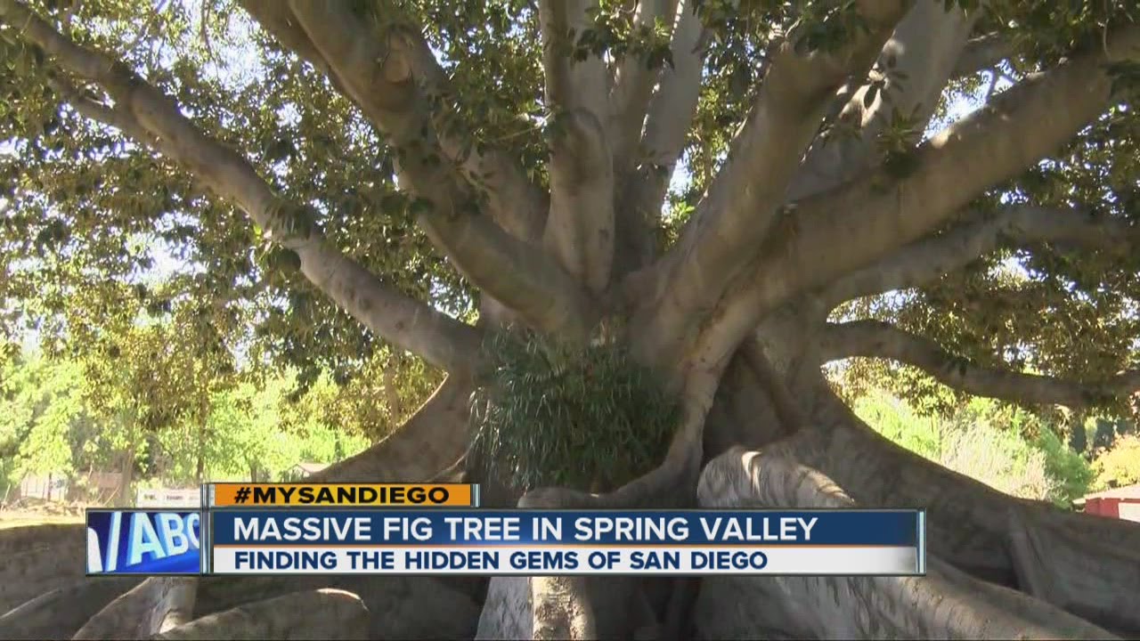 #MySanDiego: The massive Spring Valley fig tree - YouTube