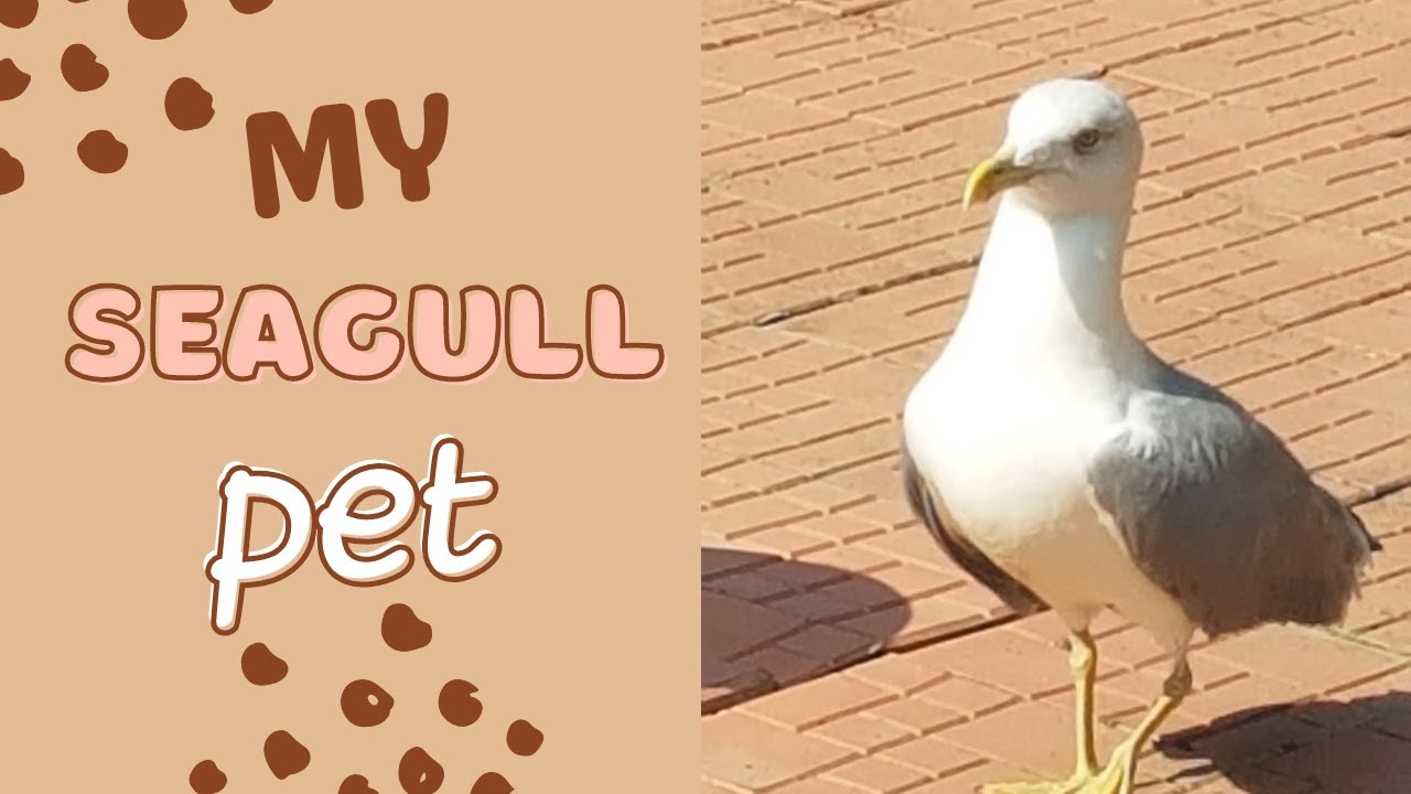 My Seagull Pet: 5 days with Ka - YouTube