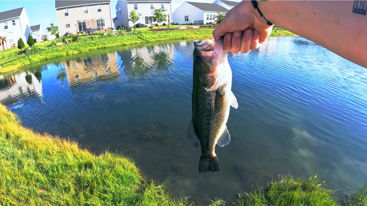 Bass Fishing Development Ponds (Chasing Donkeys) - YouTube