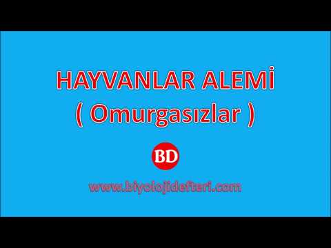 OMURGASIZ HAYVANLAR#1 ( Süngerler , Sölenterler )