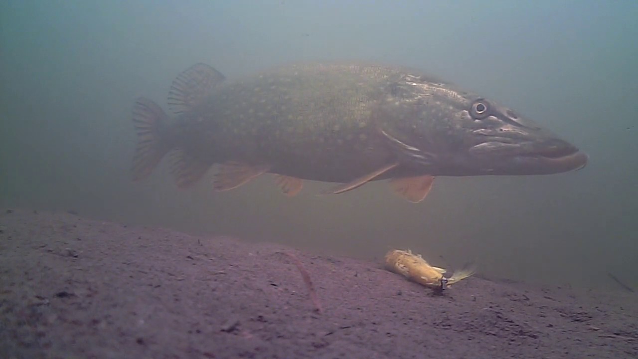 Waterwolf Norfolk Broads Pike Fishing 2016 - YouTube
