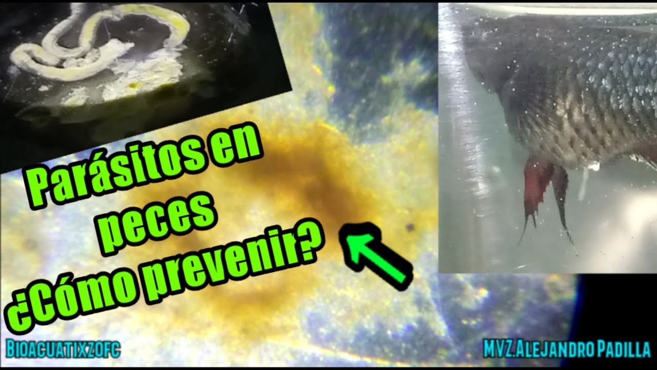 Parásitos en peces - YouTube