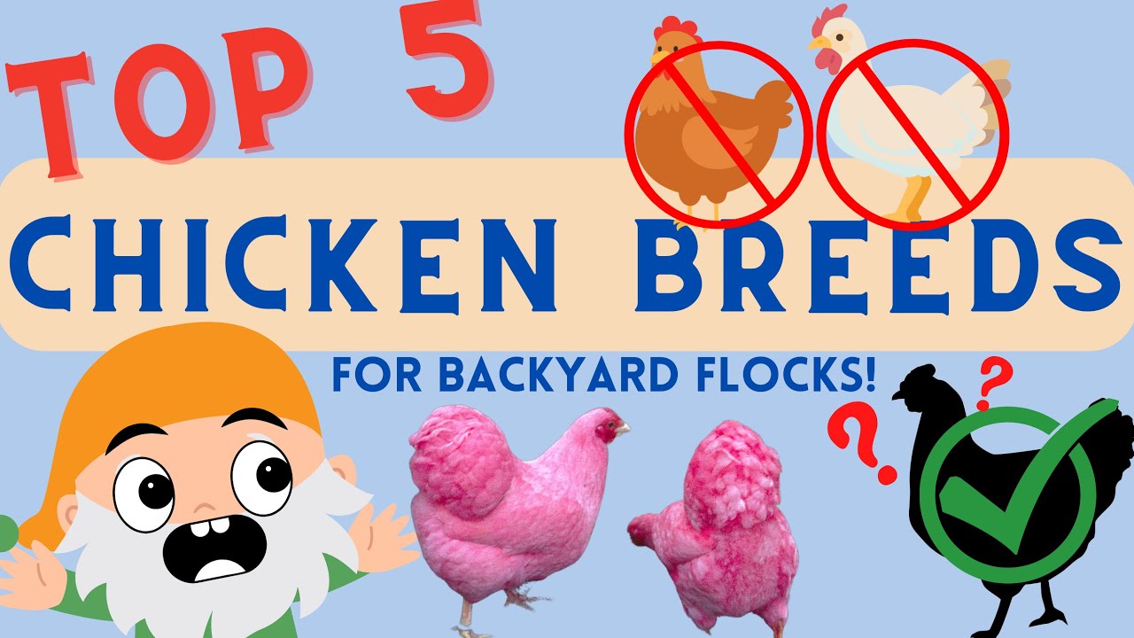 TOP 5 BEST Chicken Breeds for Homestead Farming, Self-Sufficiency, and ...