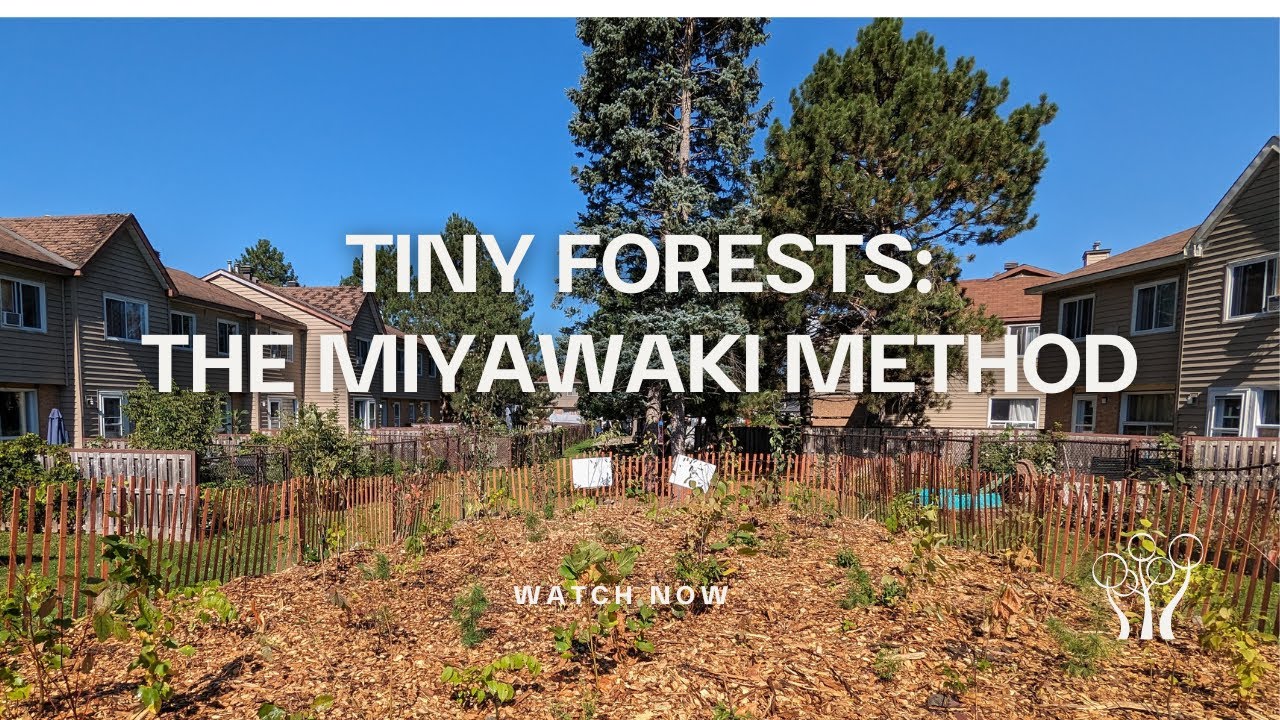 Forêt Capitale Forest presents Tiny Forests: The Miyawaki Method - YouTube