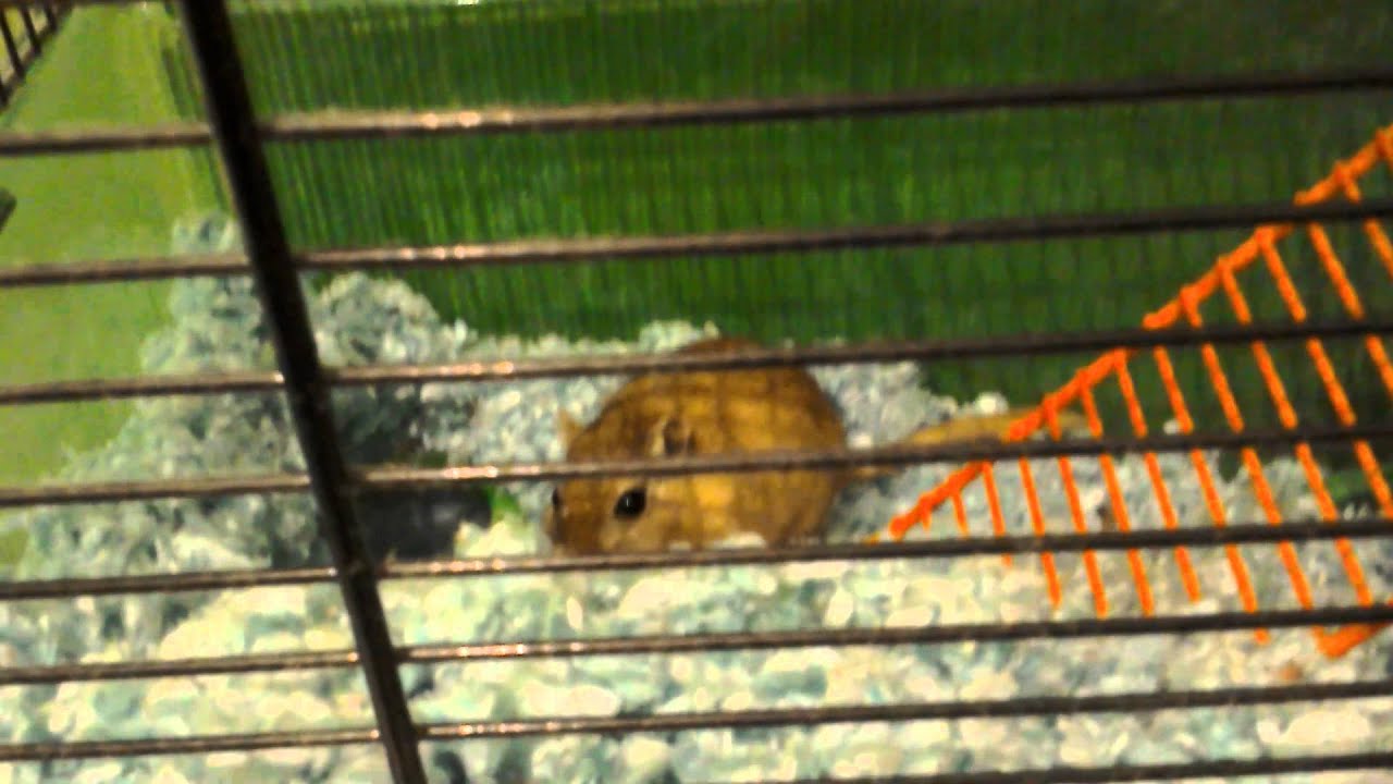 Funny Moments With My Gerbils - YouTube