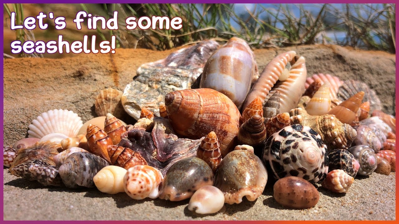 Finding Seashells at Two Beaches | Big Keyhole Limpet [Virtual Shelling ...
