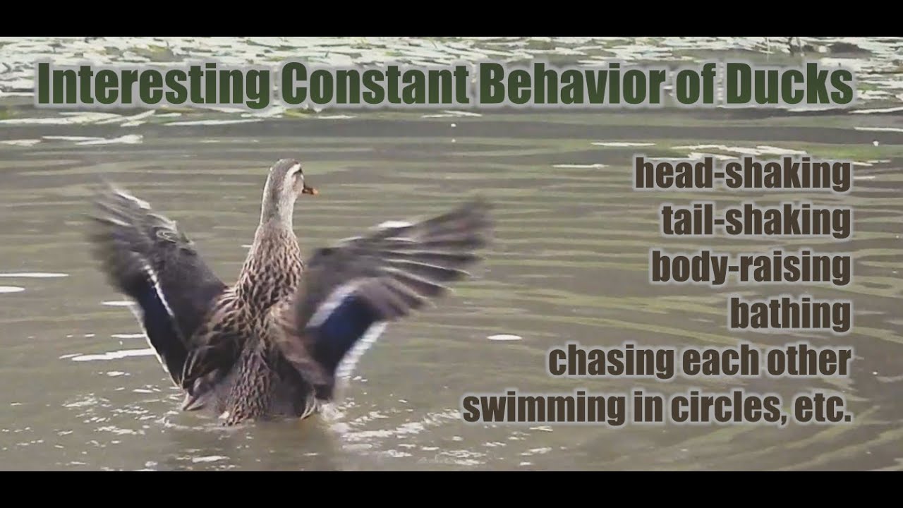 Interesting Constant Behavior of Ducks 🦆🦆🦆🦆🦆 - YouTube