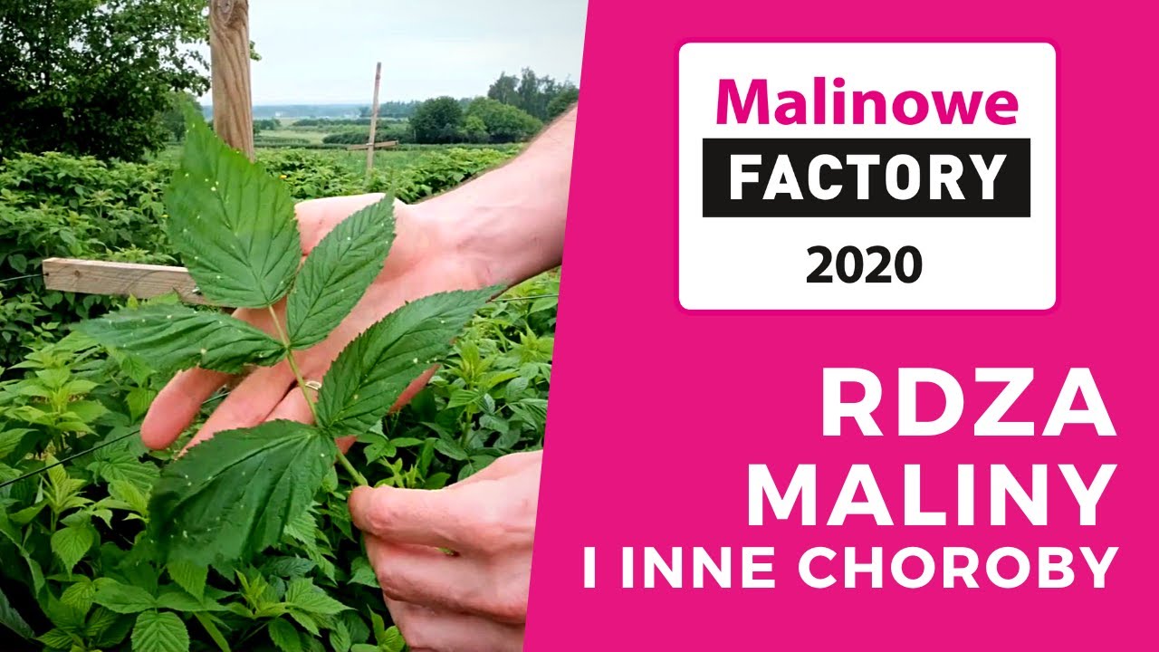 Rdza maliny i inne choroby wymagające uwagi w sezonie 2020 - YouTube