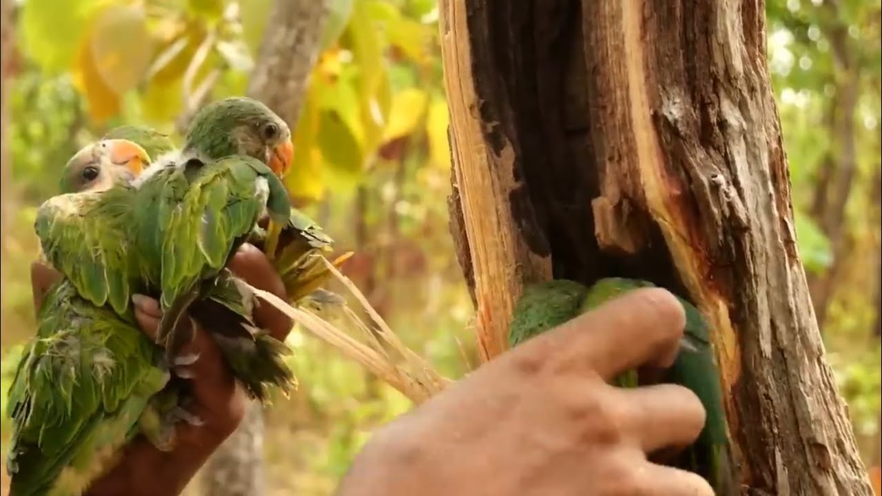 World of Tear Wood 🦅😱 To Find Parrots_ A lot of Birds - YouTube