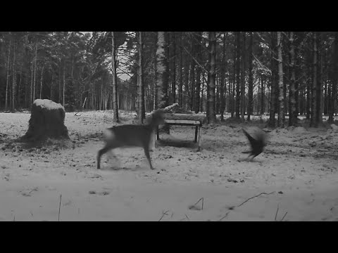 2023-12-25 Hirvekaamera, Gabriel chases a raven, roe deer - YouTube
