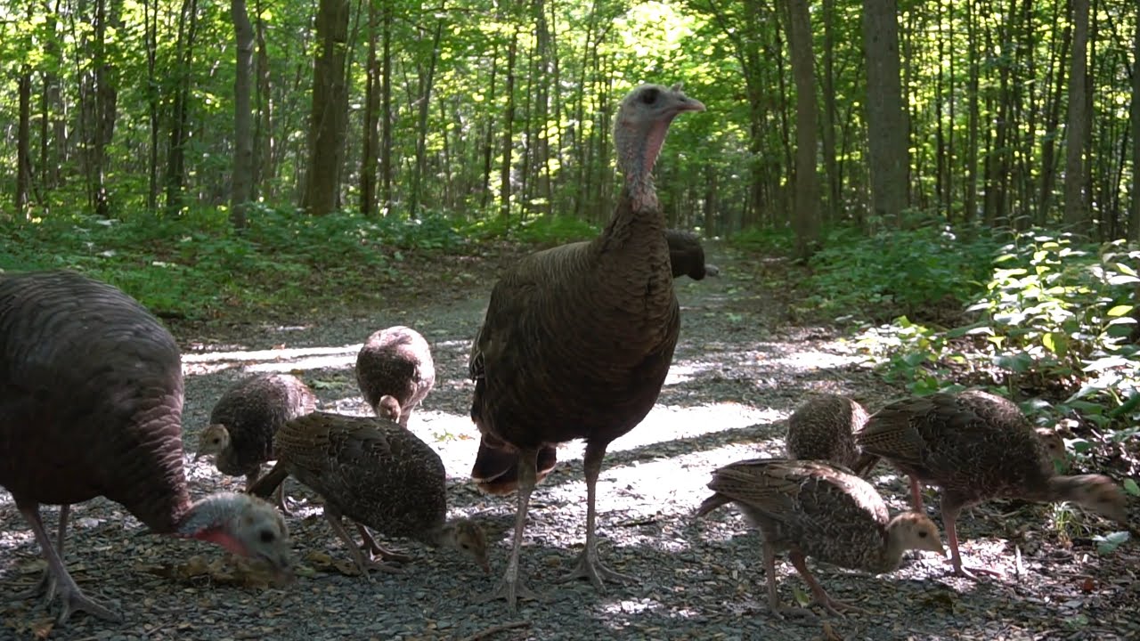 10 Hour - Baby Turkeys with Various Animal Friends - August 20, 2021 ...