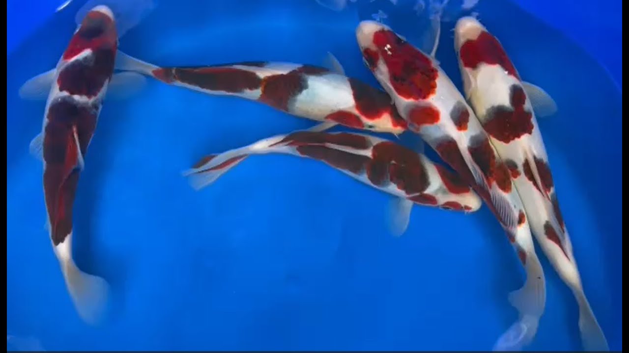 Dock Koi ,short video for Yorkshire Koi Society - YouTube
