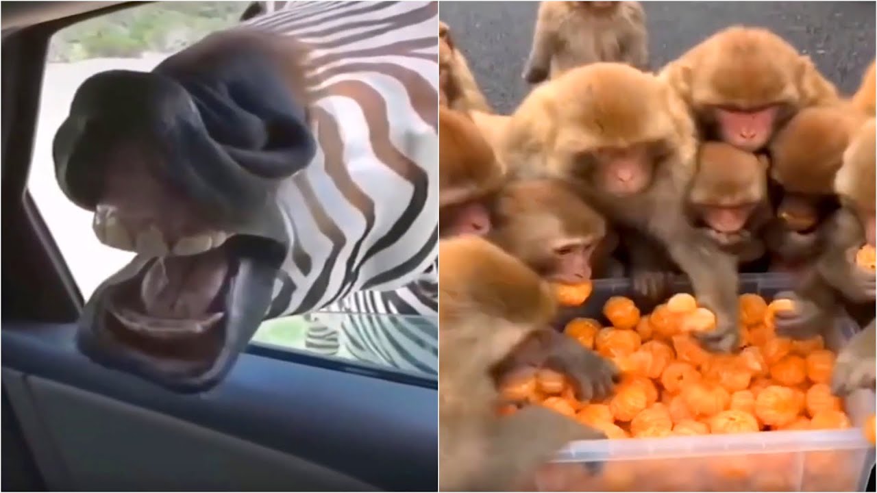 I THINK THESE ANIMALS ARE BROKEN😹Funny Animals Compilation - PUPPIES ...