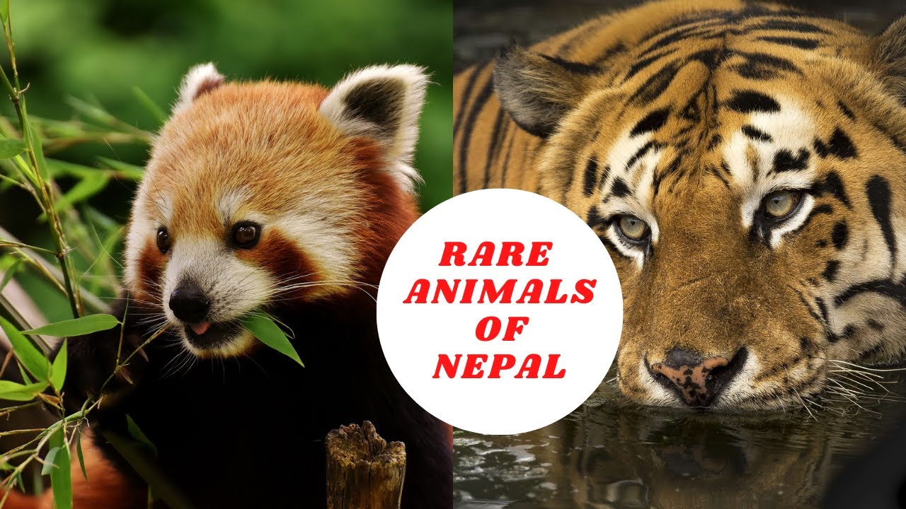Rare animals of Nepal II Red Panda, Leopard, One Horned Rhino, Elephant ...