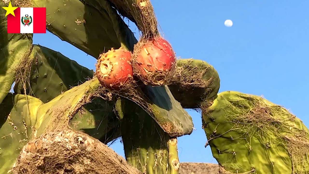 Peruvian Cactus Delight: Exploring the Red Wonder of Tuna Roja! - YouTube