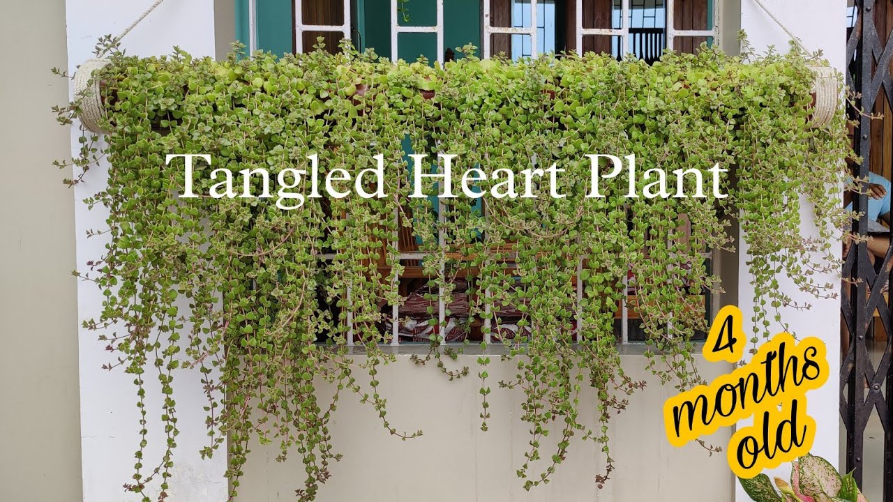 My 4 months old Tangled Heart Plant ☘️ Tangled Heart Plant ☘️ - YouTube