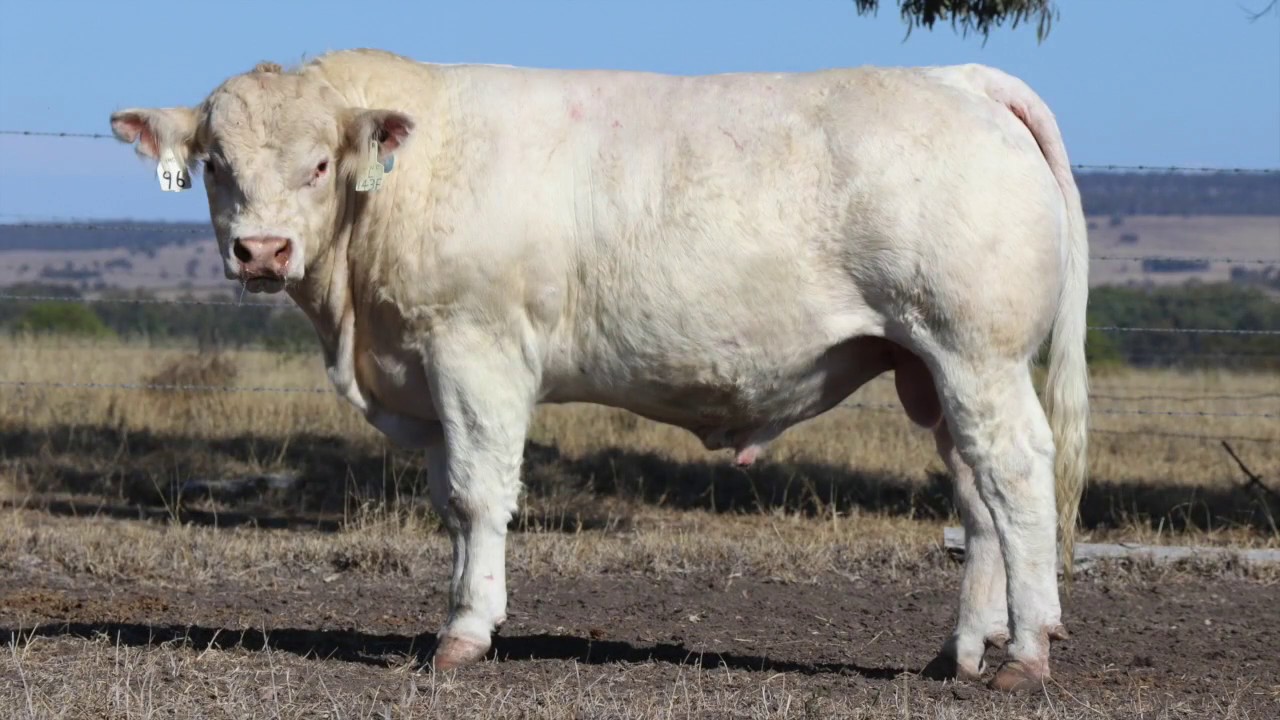 Lot 96 ANC LUCRE (P) - YouTube