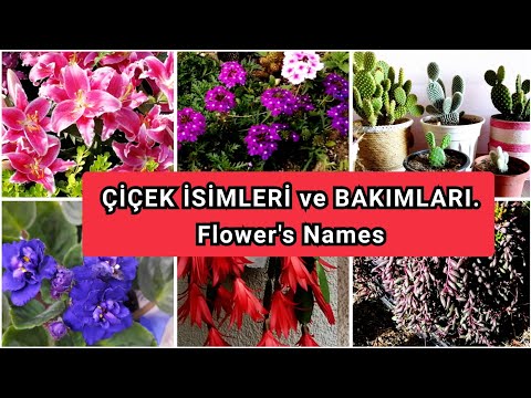 HARİKA ÇİÇEKLER. ÇİÇEK İSİMLERİ ve BAKIMLARI. FLOWER'S NAMES.
